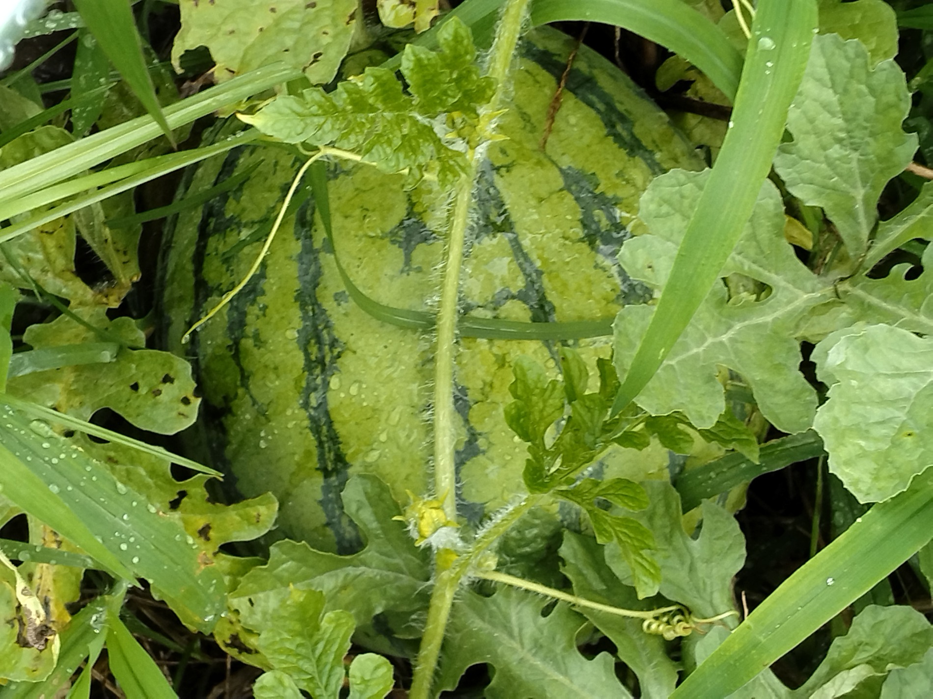 中学1年生 スイカ収穫 | 尚学館中学校・高等部